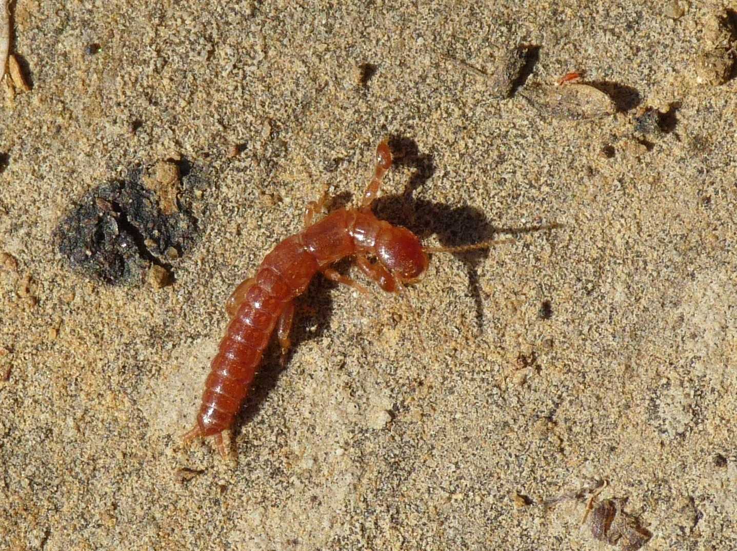 Embioptera Embiidae? , Natura Mediterraneo | Forum Naturalistico