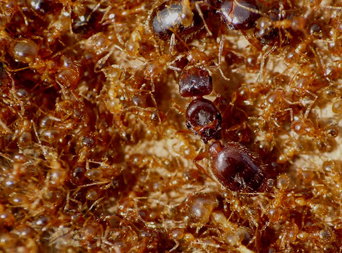 Formicidae - Pheidole pallidula , Natura Mediterraneo | Forum Naturalistico