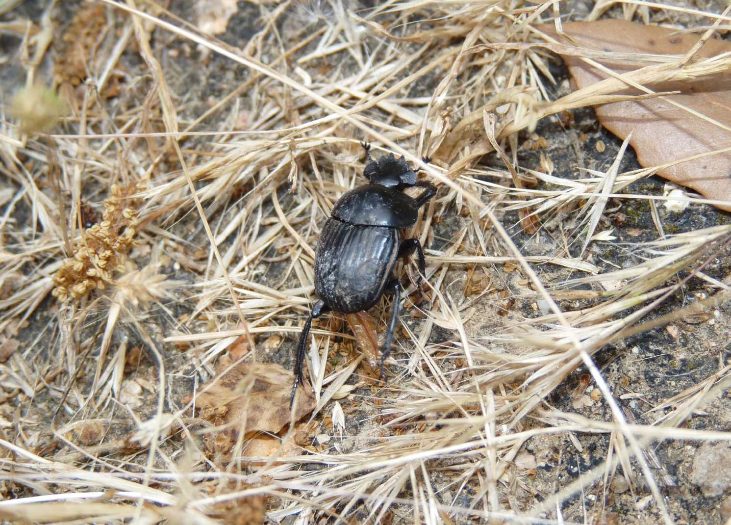 Piccolo scarabeo , Natura Mediterraneo | Forum Naturalistico