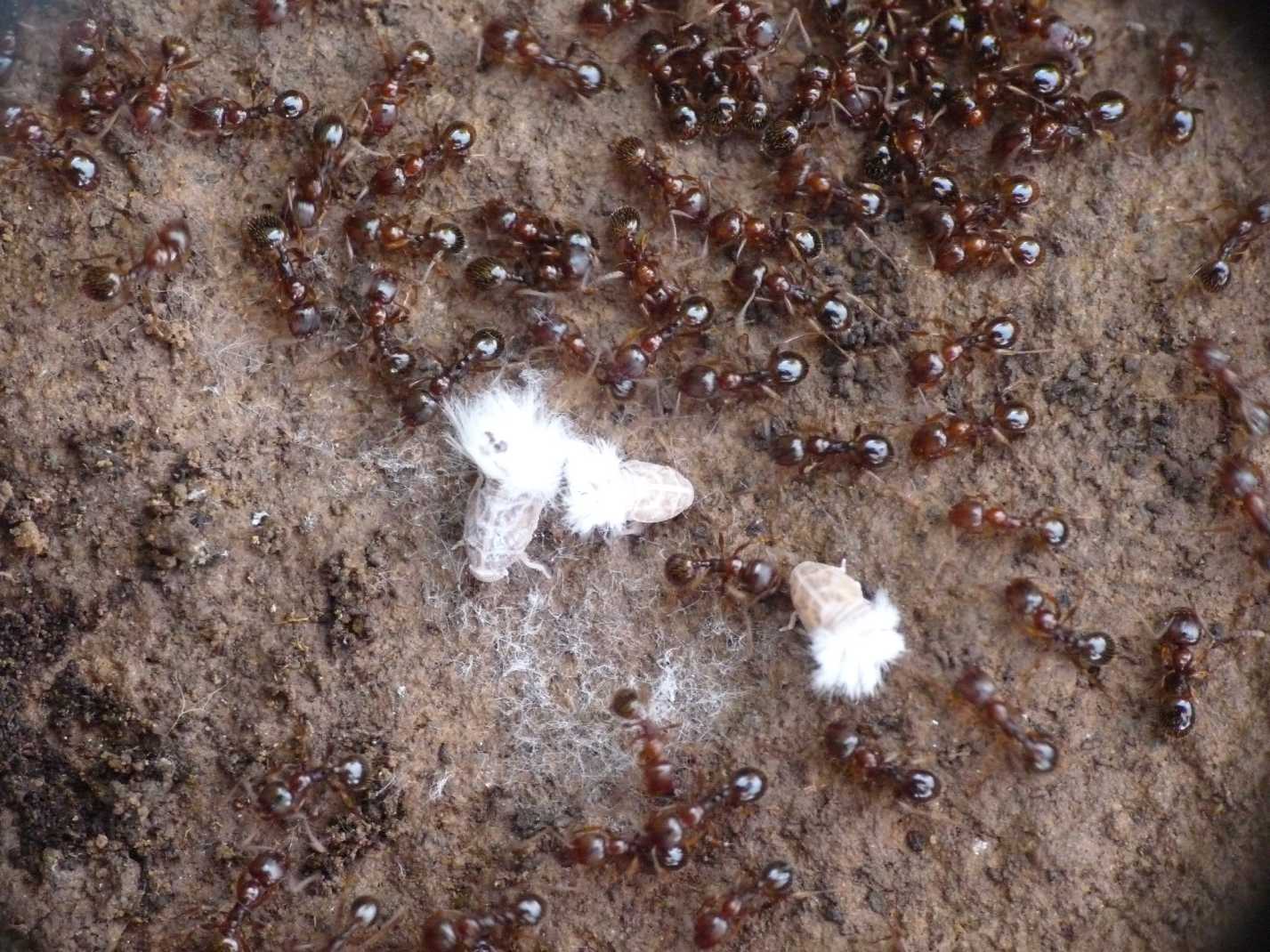 Ospiti delle formiche Myrmica: Cixiidae Reptalus sp. , Natura ...