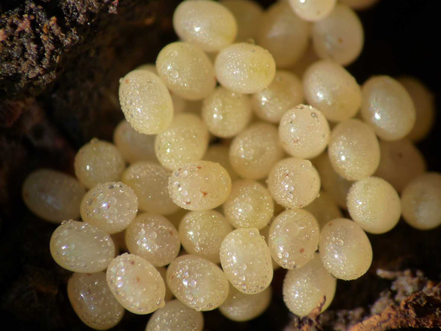 Uova di... , Natura Mediterraneo | Forum Naturalistico