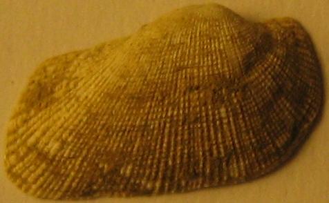 Barbatia cfr. candida (Chemnitz, 1784) sensu Caprotti , Natura ...