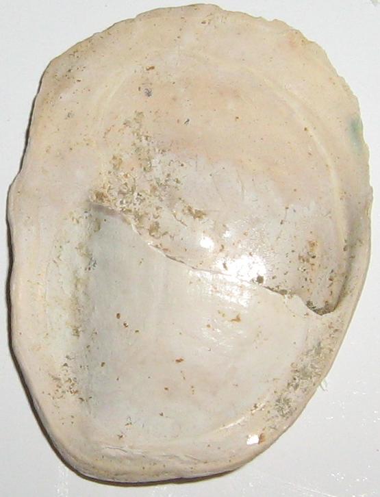 Crepidula unguiformis (Lamarck, 1822) Pietrafitta Pliocene , Natura ...
