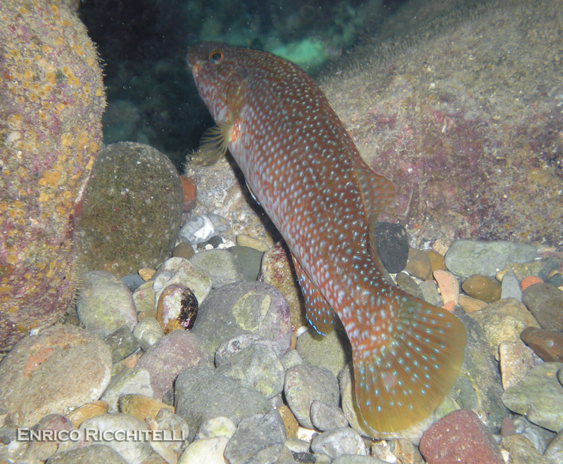 Labrus viridis (Tordo marvizzo) , Natura Mediterraneo | Forum Naturalistico
