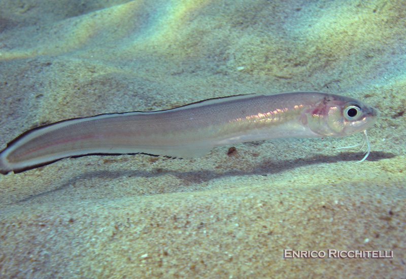 Ophidion barbatum (Linnaeus, 1758) / Galletto , Natura Mediterraneo ...