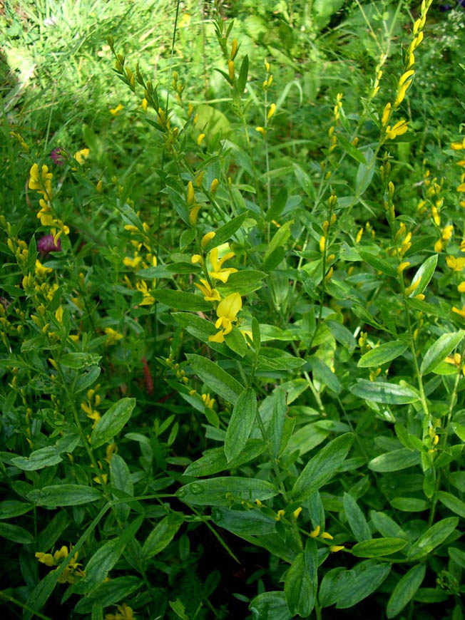Leguminosae , Natura Mediterraneo | Forum Naturalistico