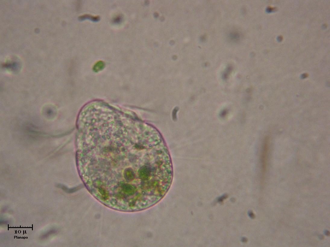 Halteria by Canon! (forse) , Natura Mediterraneo | Forum Naturalistico