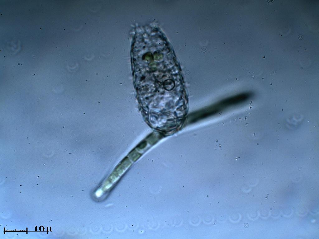 Galleria Monografica su AMEBE TECATE , Natura Mediterraneo | Forum ...