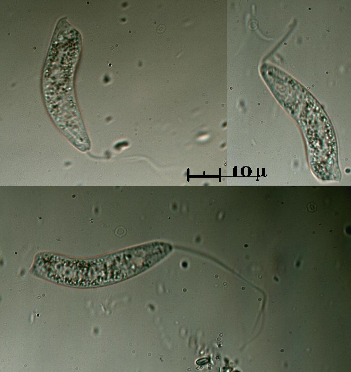 Composizione su Peranema , Natura Mediterraneo | Forum Naturalistico