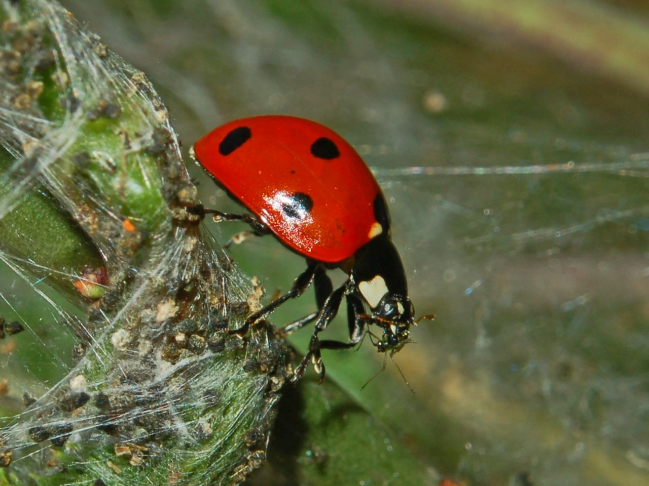 Galleria di insetti predatori e loro prede , Natura Mediterraneo ...