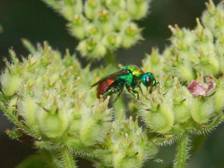 Chrysis inaequalis e Hedychrum rutilans (Chrysididae) , Natura ...