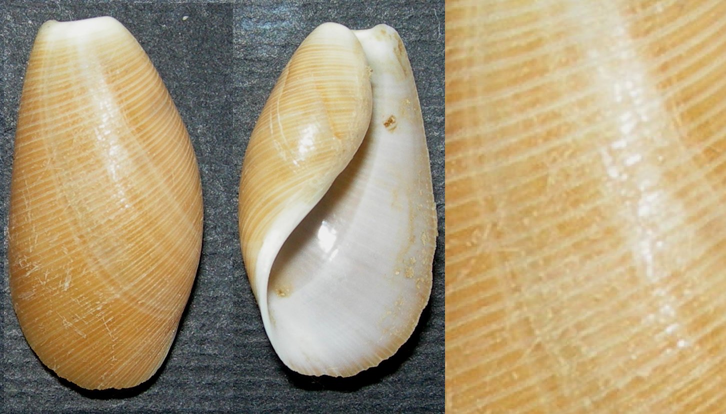 Scaphander .... che stress !!!!! , Natura Mediterraneo | Forum ...