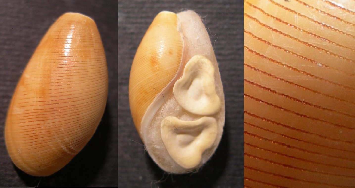 Scaphander .... che stress !!!!! , Natura Mediterraneo | Forum ...