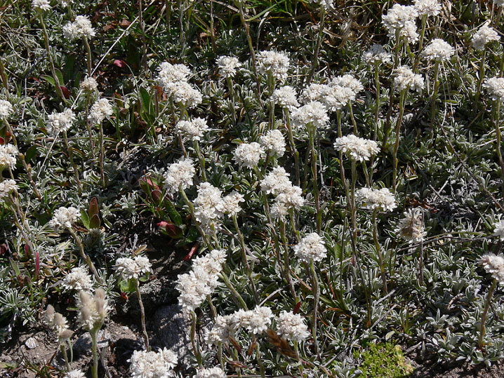 Da determinare - Antennaria sp. , Natura Mediterraneo | Forum Naturalistico