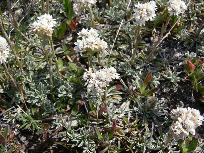 Da determinare - Antennaria sp. , Natura Mediterraneo | Forum Naturalistico