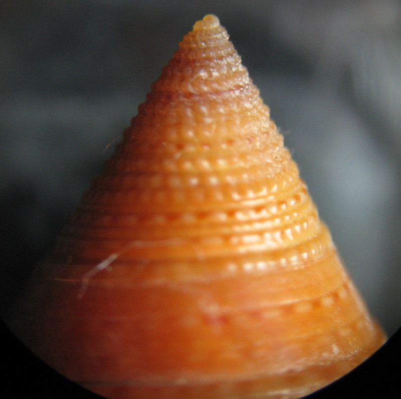 Calliostoma conulum? , Natura Mediterraneo | Forum Naturalistico