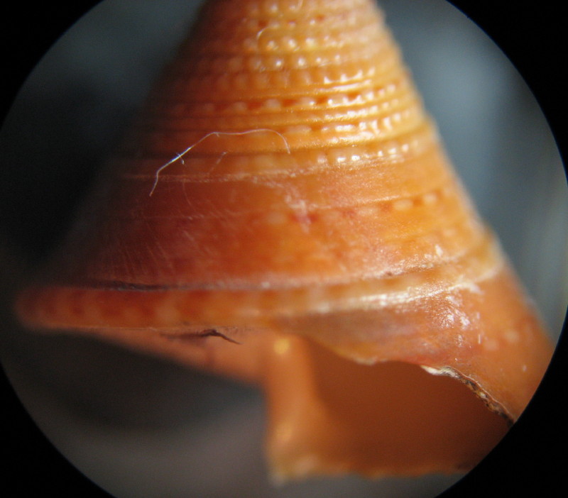 Calliostoma conulum? , Natura Mediterraneo | Forum Naturalistico