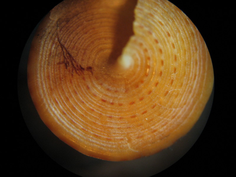 Calliostoma conulum? , Natura Mediterraneo | Forum Naturalistico
