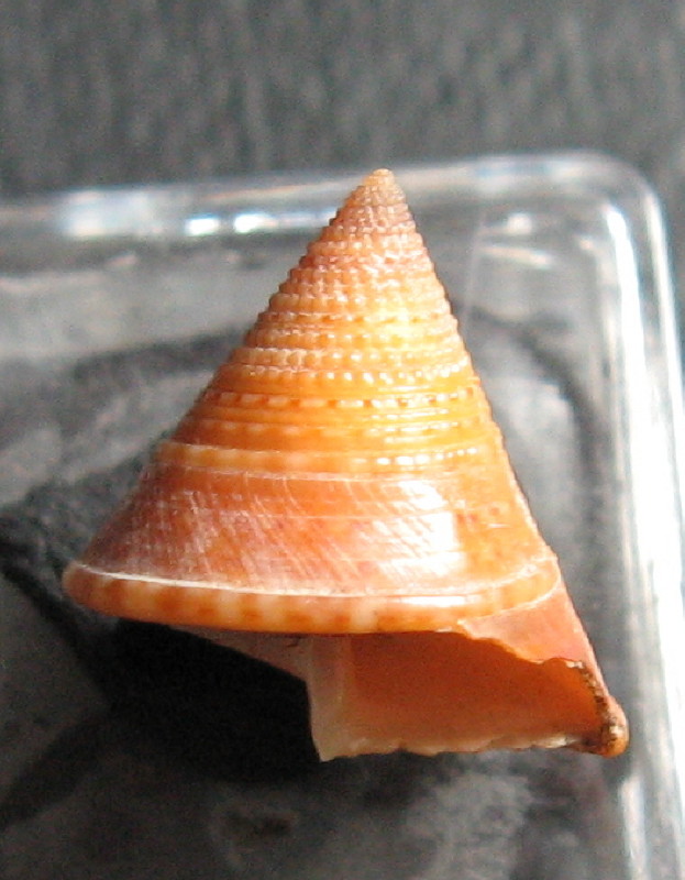 Calliostoma conulum? , Natura Mediterraneo | Forum Naturalistico