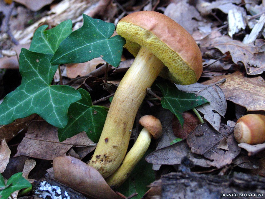 Xerocomus vari , Natura Mediterraneo | Forum Naturalistico