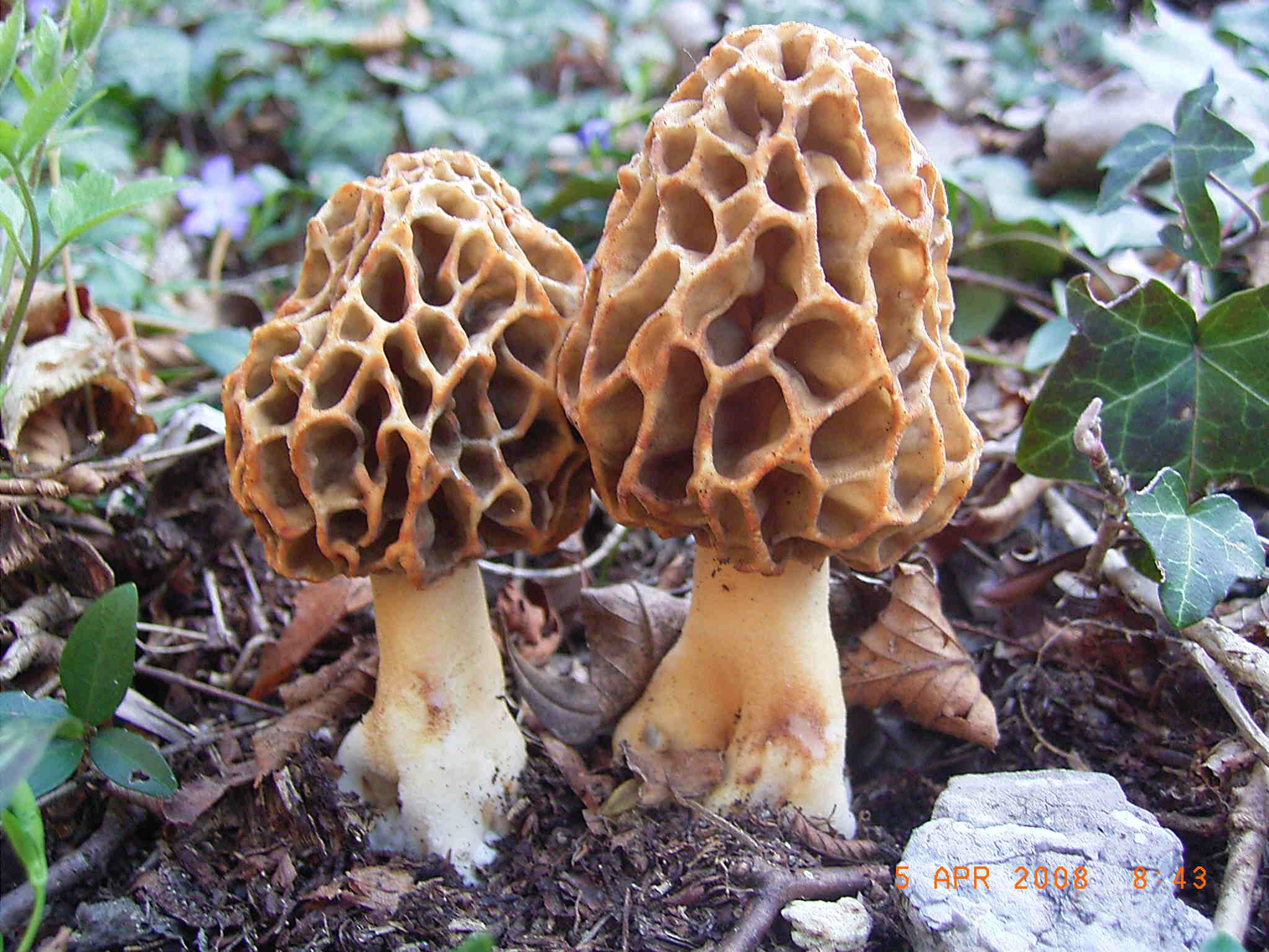 Morchella , Natura Mediterraneo | Forum Naturalistico