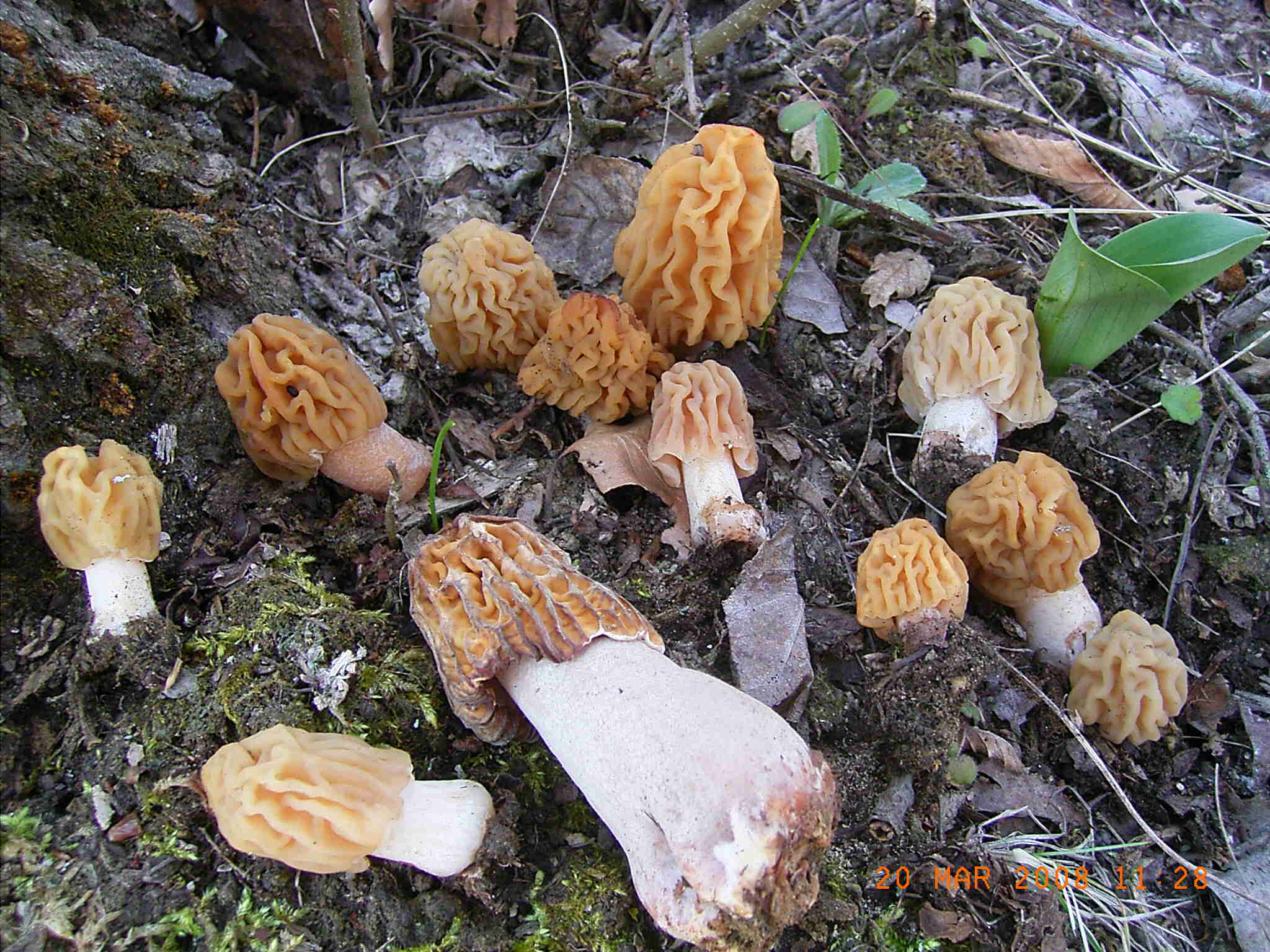 Morchella , Natura Mediterraneo | Forum Naturalistico
