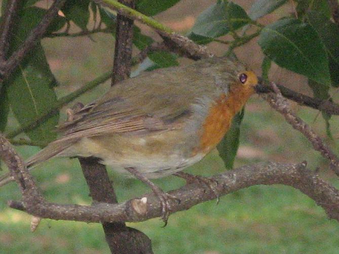 Pettirossi , Natura Mediterraneo | Forum Naturalistico