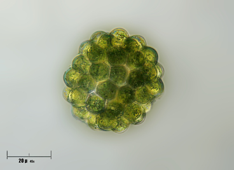 pandorina sp. , Natura Mediterraneo | Forum Naturalistico