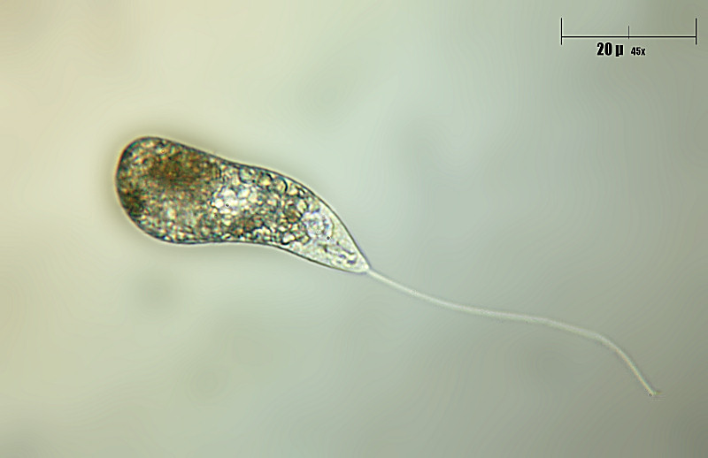 Peranema sp. , Natura Mediterraneo | Forum Naturalistico