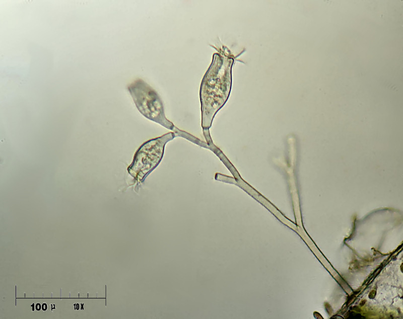 Epistylis Sp. , Natura Mediterraneo | Forum Naturalistico