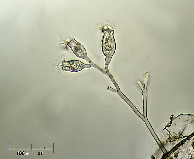 Epistylis Sp. , Natura Mediterraneo | Forum Naturalistico