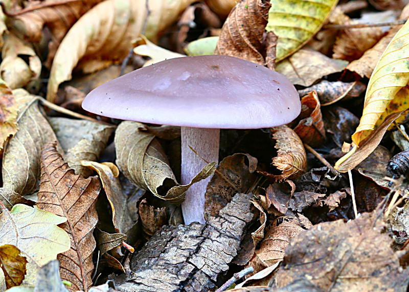 lepista nuda o sordida ? , Natura Mediterraneo | Forum Naturalistico