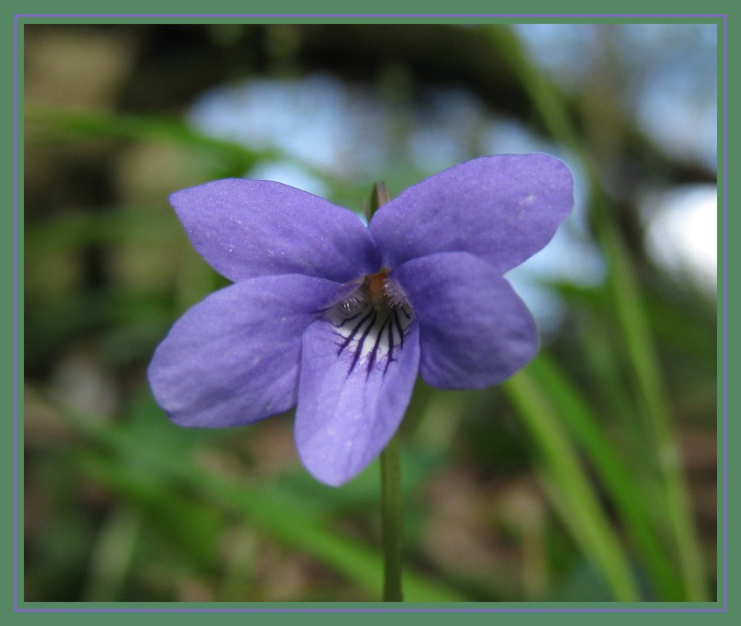 Viola sp. , Natura Mediterraneo | Forum Naturalistico