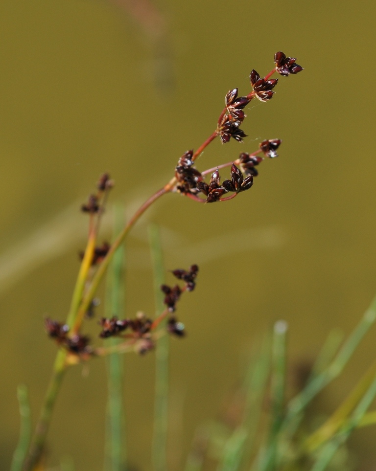 juncus sp. , Natura Mediterraneo | Forum Naturalistico