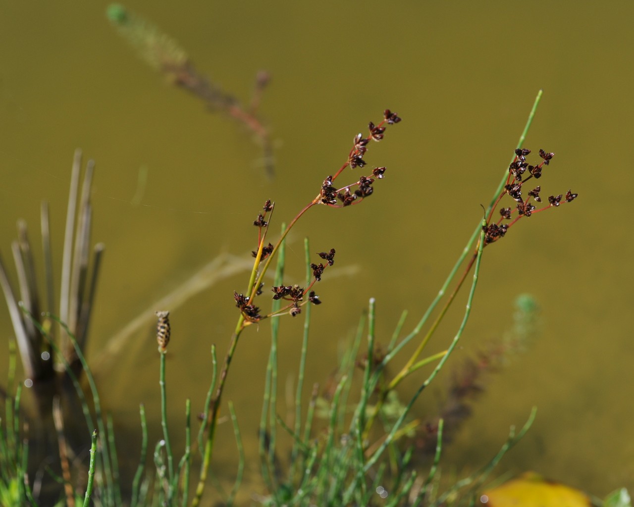 juncus sp. , Natura Mediterraneo | Forum Naturalistico