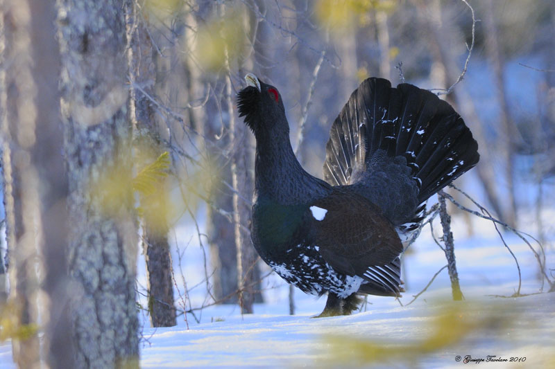 Gallo cedrone (Tetrao urogallus). , Natura Mediterraneo | Forum ...