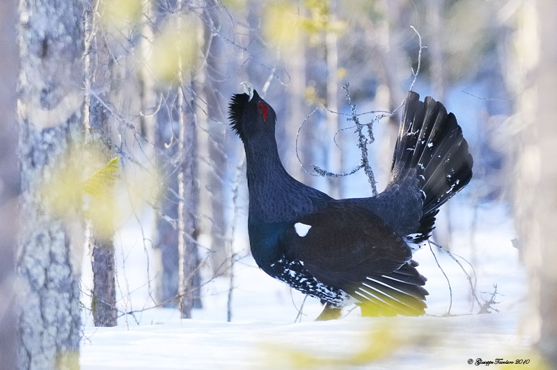 Gallo cedrone (Tetrao urogallus). , Natura Mediterraneo | Forum ...
