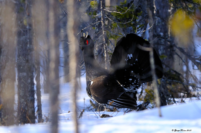 Gallo cedrone (Tetrao urogallus). , Natura Mediterraneo | Forum ...