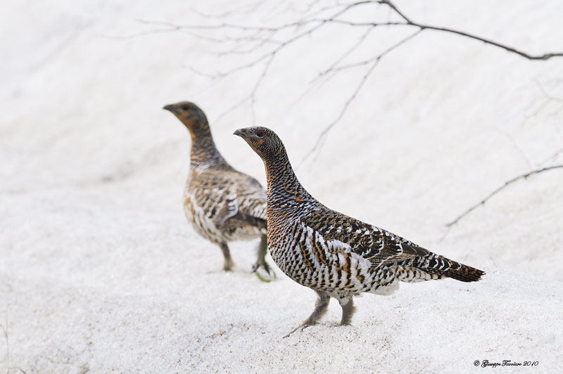 Gallo cedrone (Tetrao urogallus). , Natura Mediterraneo | Forum ...