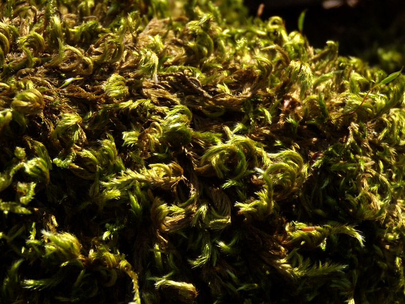 muschio "comune" , Natura Mediterraneo | Forum Naturalistico