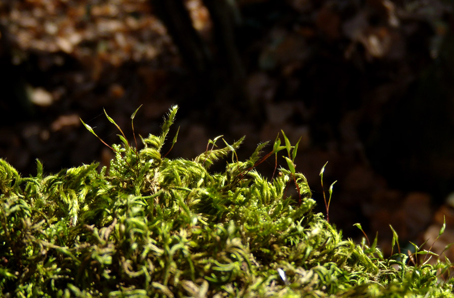 muschio "comune" , Natura Mediterraneo | Forum Naturalistico