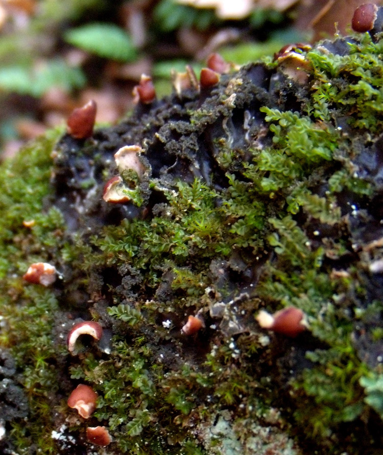 Peltigera sp. - lichene su quercia , Natura Mediterraneo | Forum ...