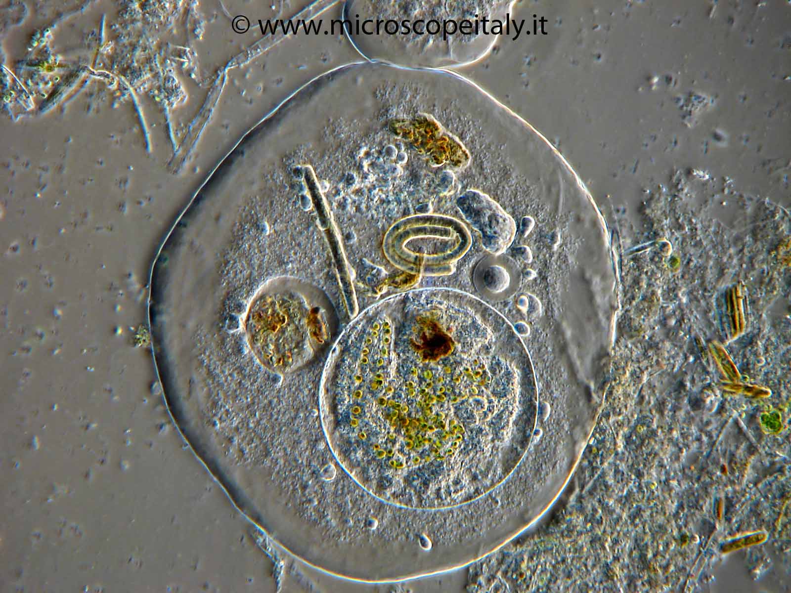 Ameba! , Natura Mediterraneo | Forum Naturalistico