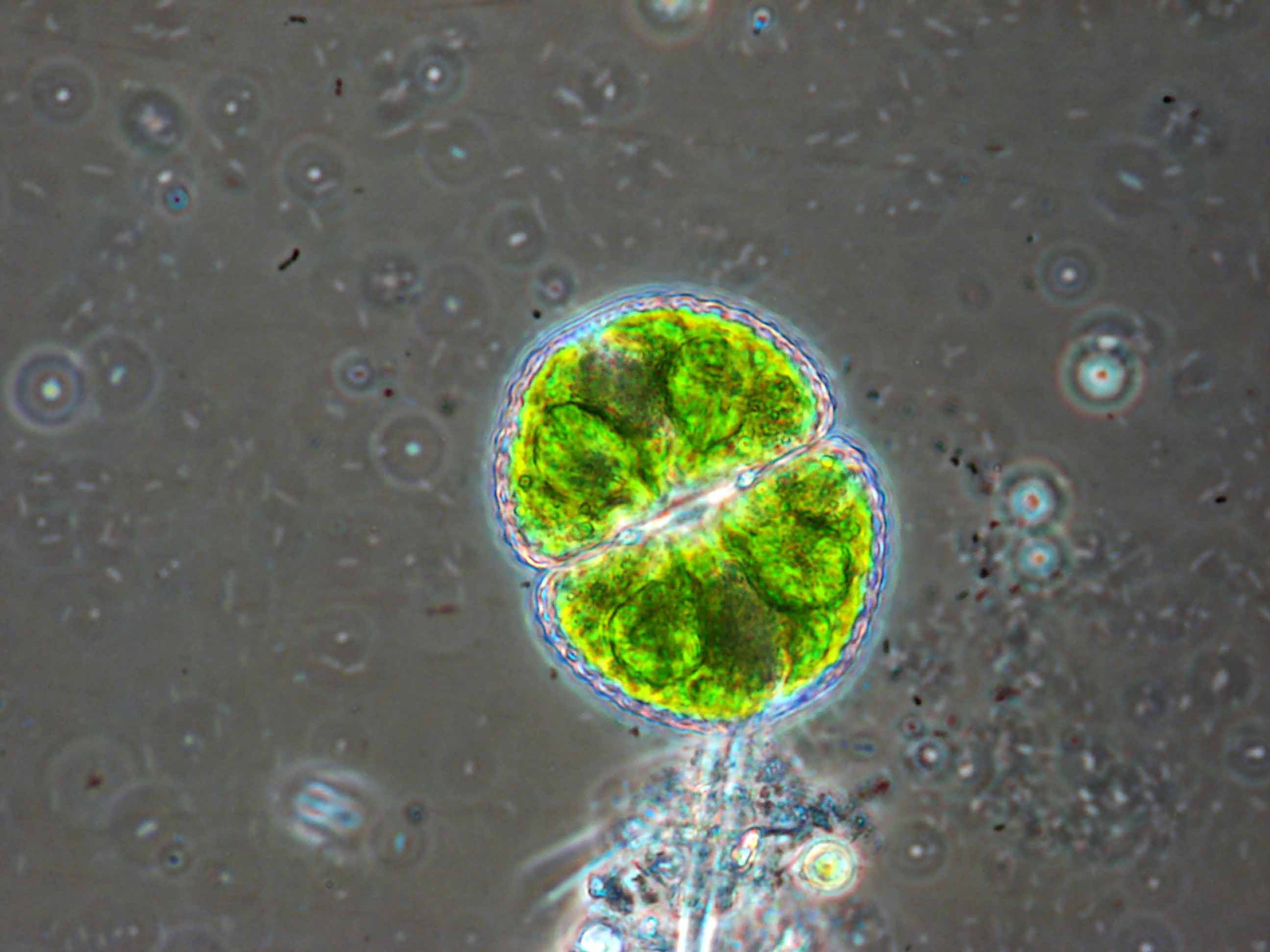 Cosmarium!!! , Natura Mediterraneo | Forum Naturalistico