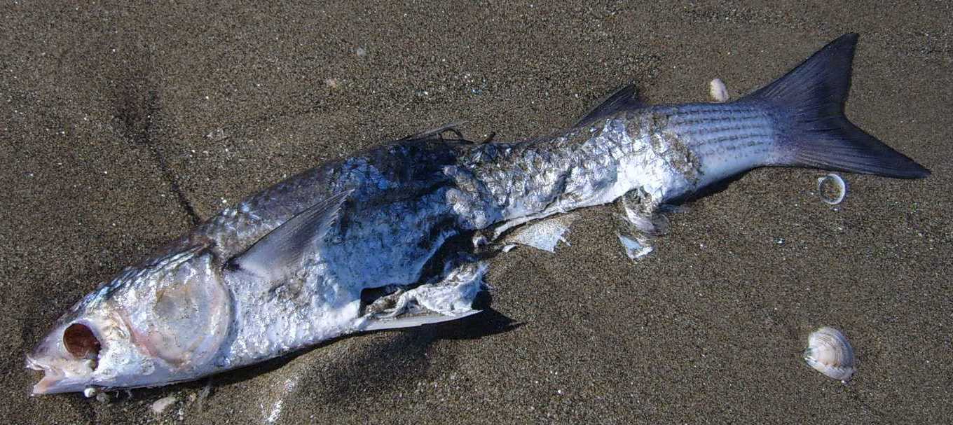 Cefali del delta del Po , Natura Mediterraneo | Forum Naturalistico