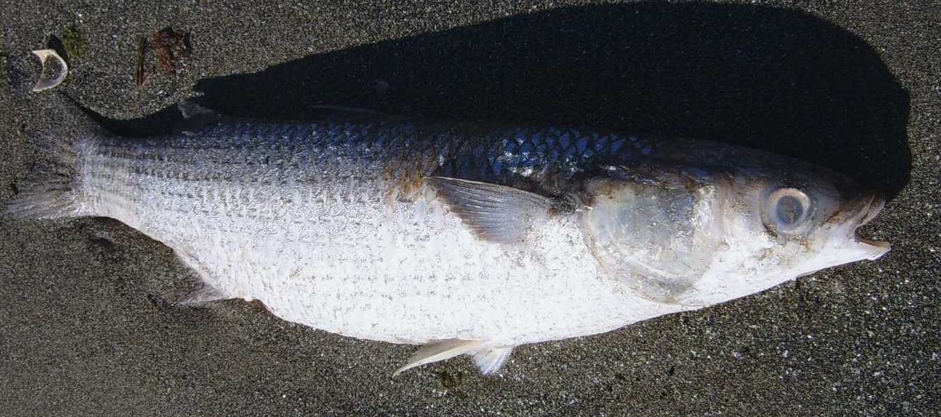 Cefali del delta del Po , Natura Mediterraneo | Forum Naturalistico
