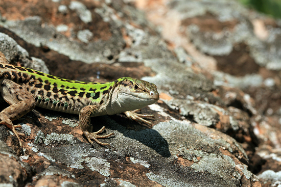 Lucertole , Natura Mediterraneo | Forum Naturalistico