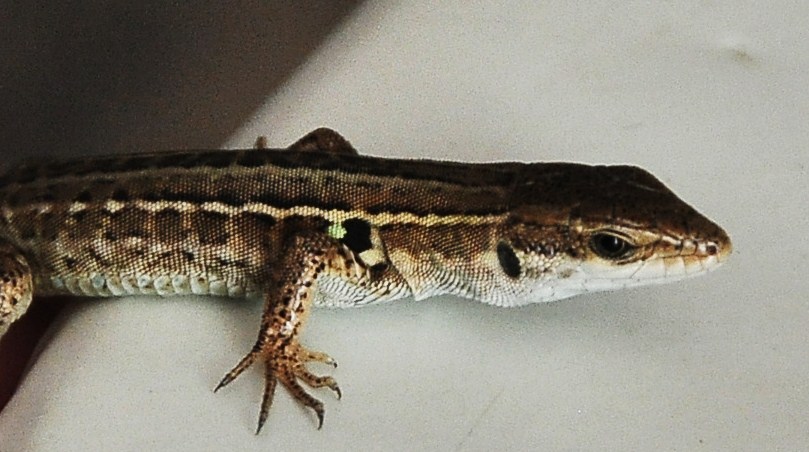 LUCERTOLINA , Natura Mediterraneo | Forum Naturalistico