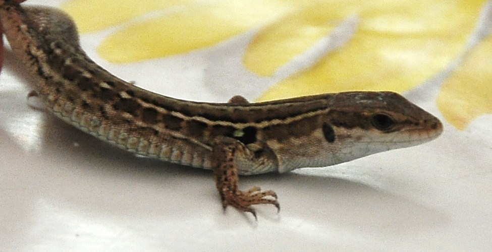 LUCERTOLINA , Natura Mediterraneo | Forum Naturalistico