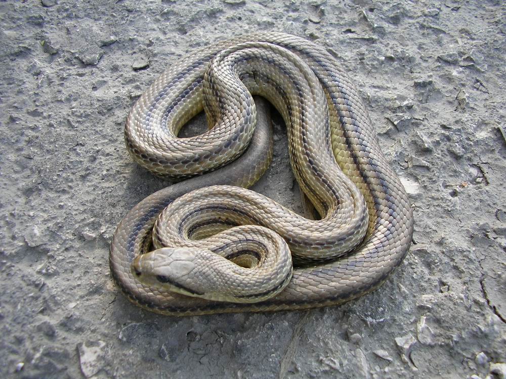 Cervoni , Natura Mediterraneo | Forum Naturalistico